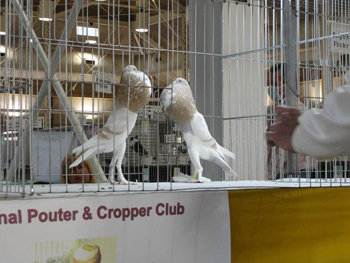 Meet the English Pouter Pigeon - Backyard Poultry